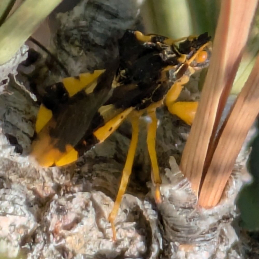 Jagged Ambush Bug from Falcon, CO 80831, USA on November 2, 2024 at 04: ...