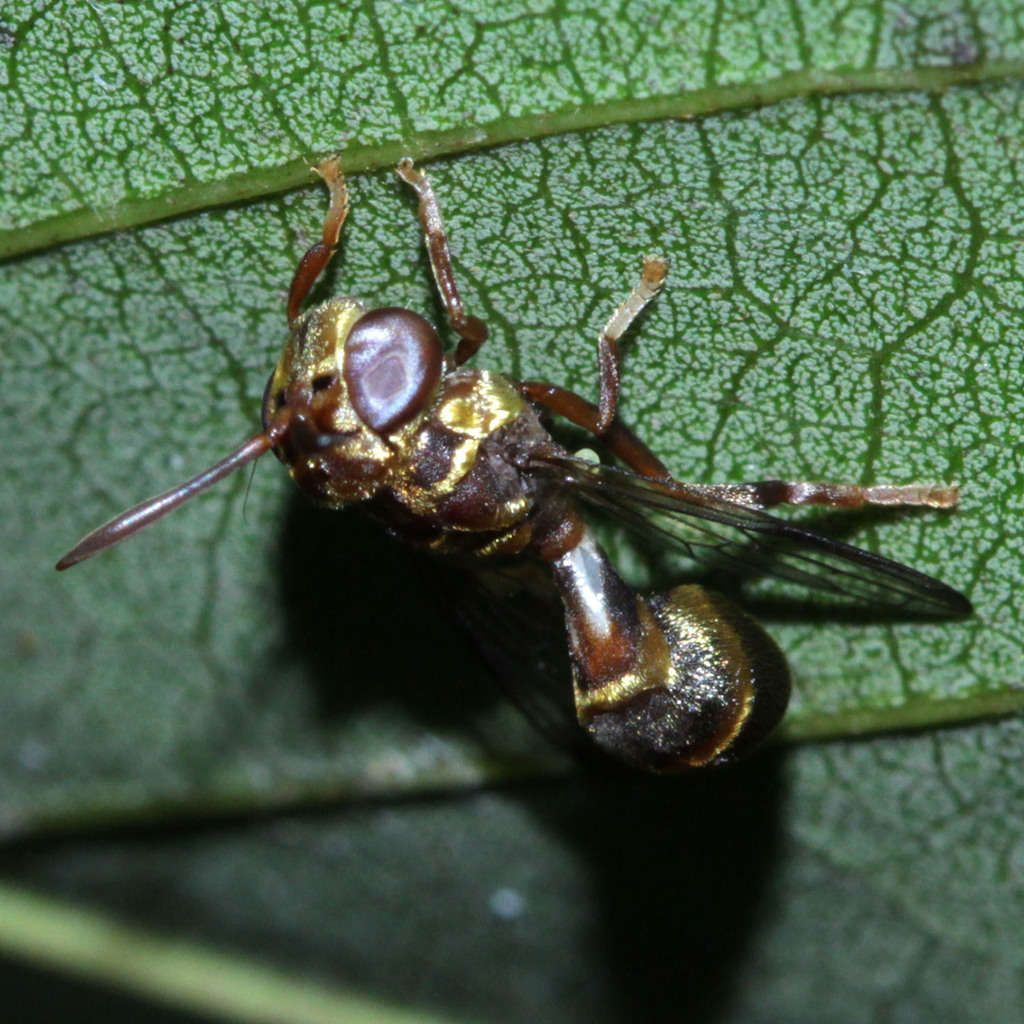 Paramixogaster in July 2019 by Franz Anthony · iNaturalist