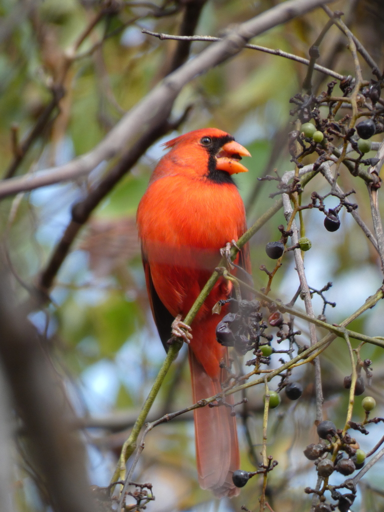 Northern Cardinal from Edmond, OK, USA on November 4, 2024 at 01:10 AM ...