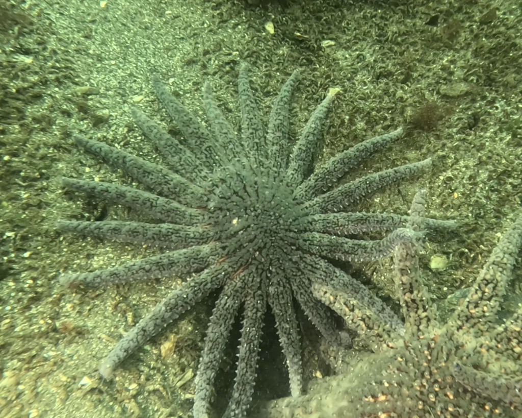 Sunflower Sea Star from Kelp Bay, Alaska, USA on August 1, 2024 at 02: ...