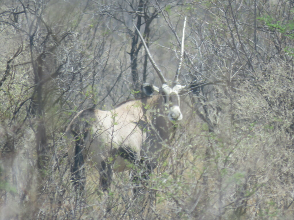 Gemsbok from Botsalano-Kgomo Area on November 3, 2024 at 10:56 AM by ...