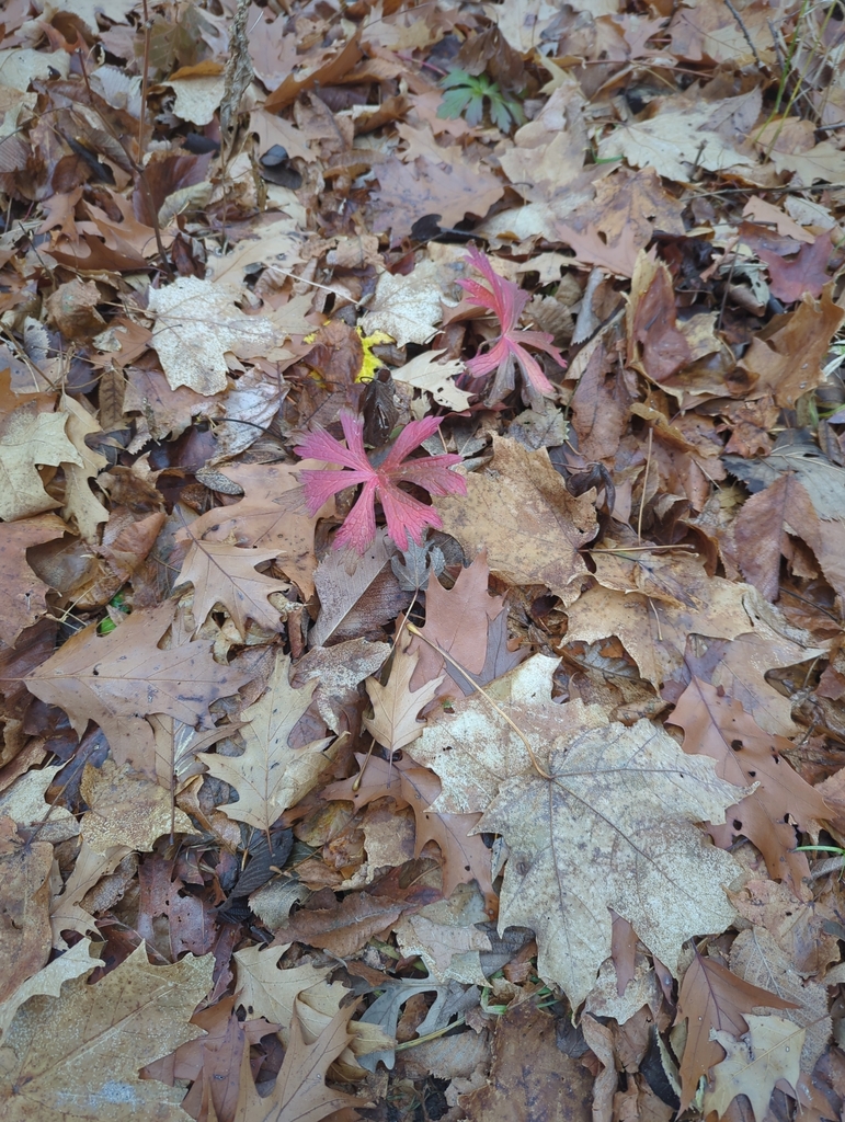 wild geranium from Havana Township, MN, USA on November 04, 2024 at 02: ...