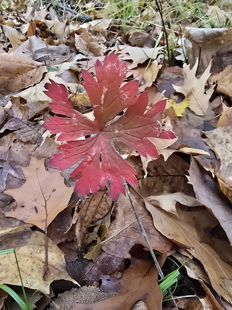 wild geranium from Havana Township, MN, USA on November 4, 2024 at 02: ...
