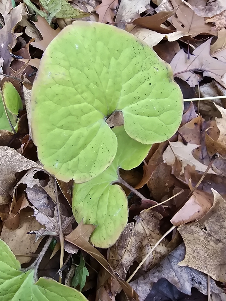 Canadian wild ginger from Havana Township, MN, USA on November 04, 2024 ...