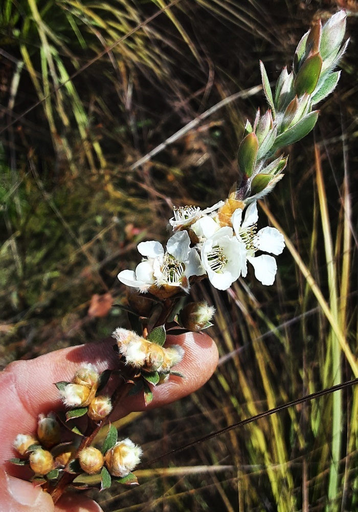 mountain tea-tree from Gardens of Stone SCA, Newnes Plateau, New South ...