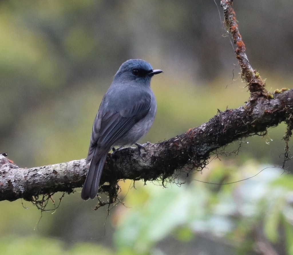 Dull-blue Flycatcher in January 2020 by Tim Cowley · iNaturalist