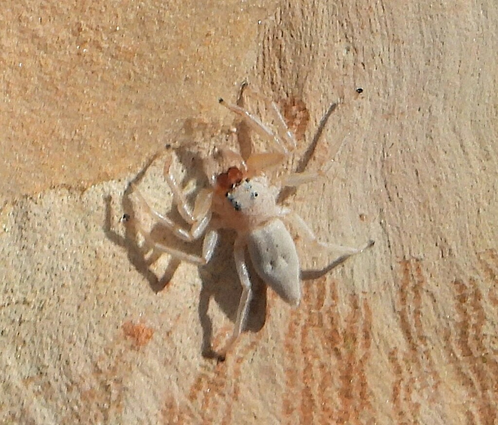Flat-white Jumping Spider from Townsville QLD, Australia on October 5 ...