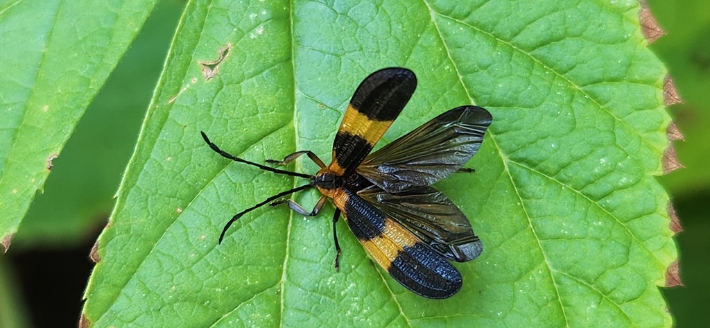 Reticulated Net-winged Beetle from Barboursville, Albemarle County, VA ...