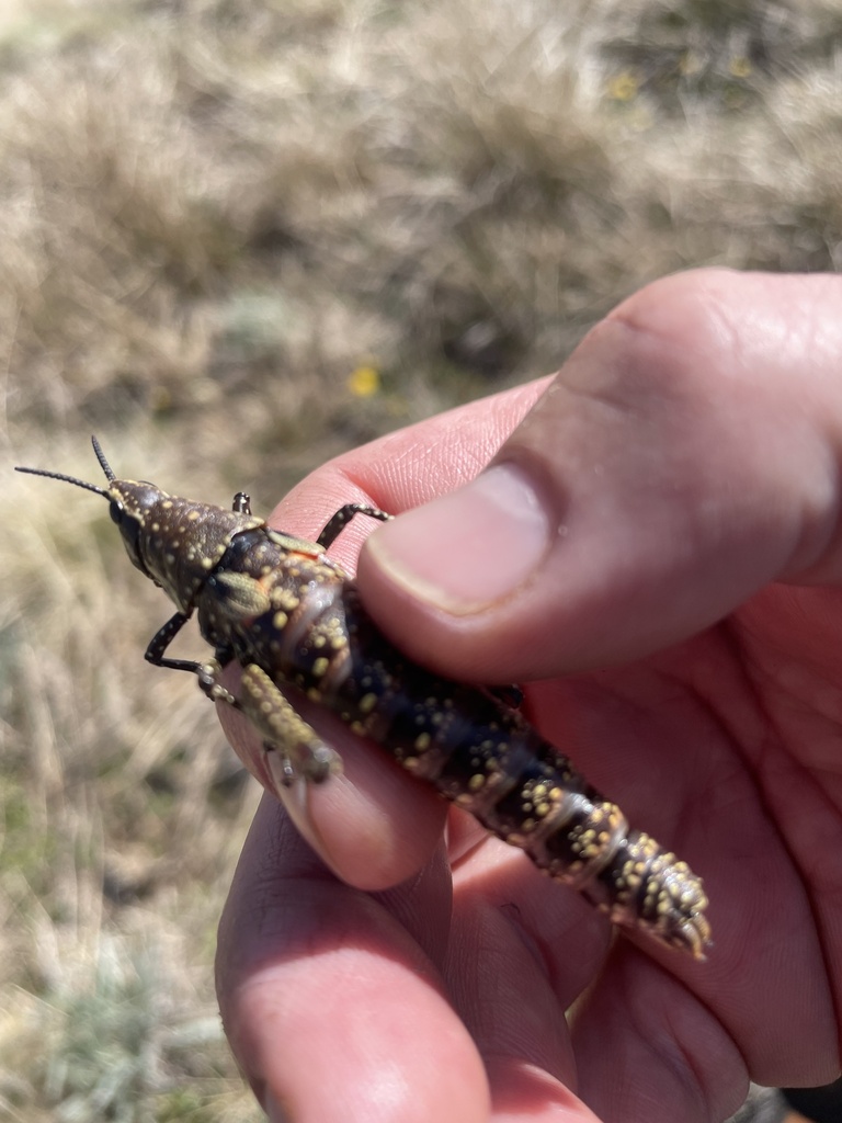 Spotted Mountain-grasshopper from Alpine National Park, Falls Creek ...