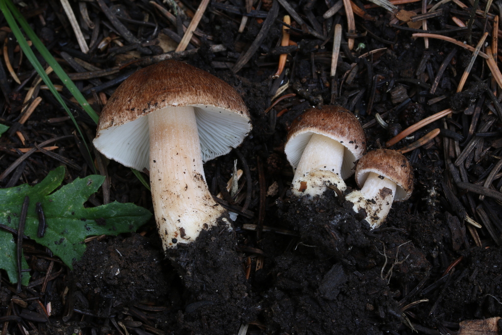 Inocybe gansuensis from Coconino County, AZ, USA on September 15, 2023 ...
