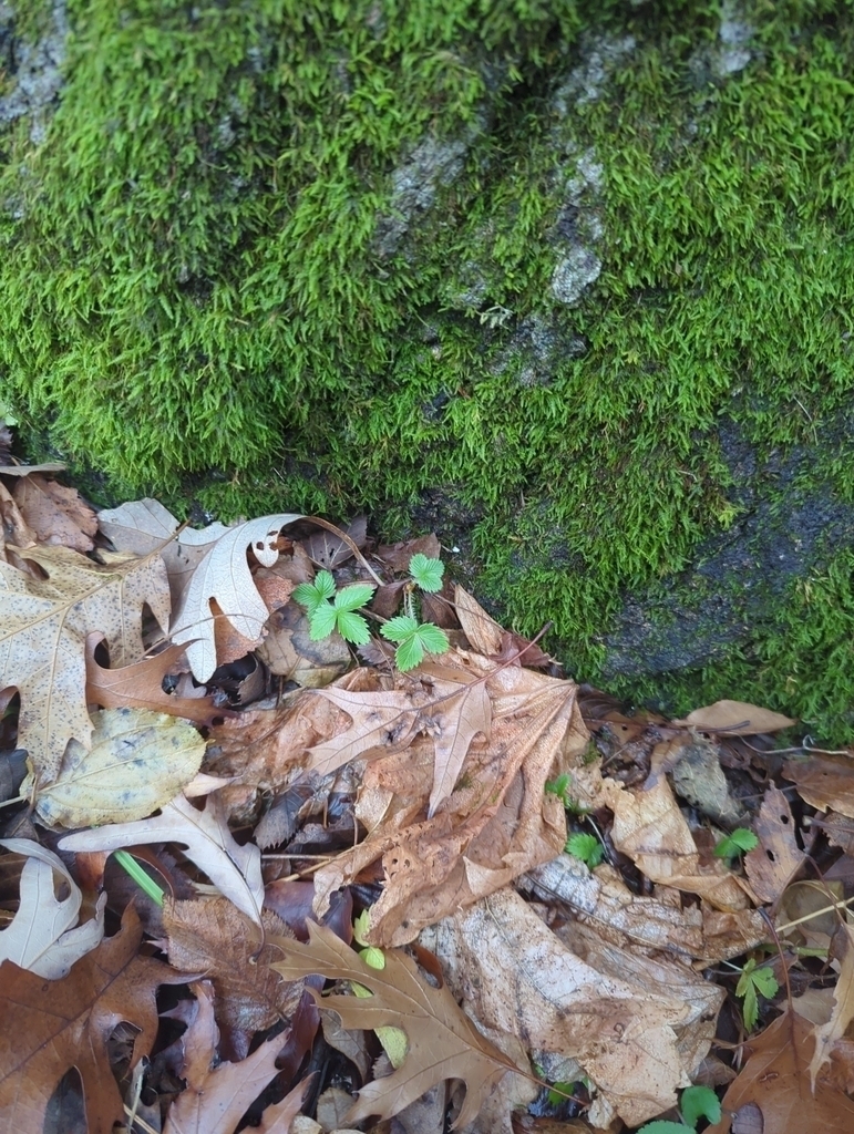 tree-skirt moss from 3WQM+M5, Claremont, MN 55924, USA on November 04 ...