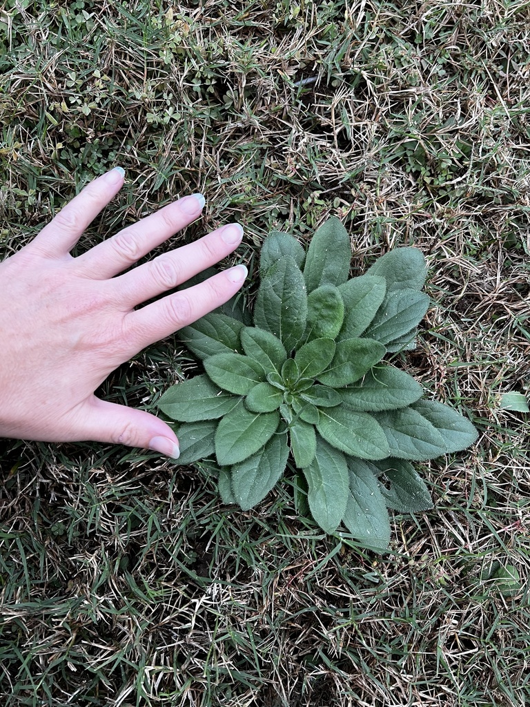 dwarf plantain from Horizon Trace Dr, Azle, TX, US on November 4, 2024 ...