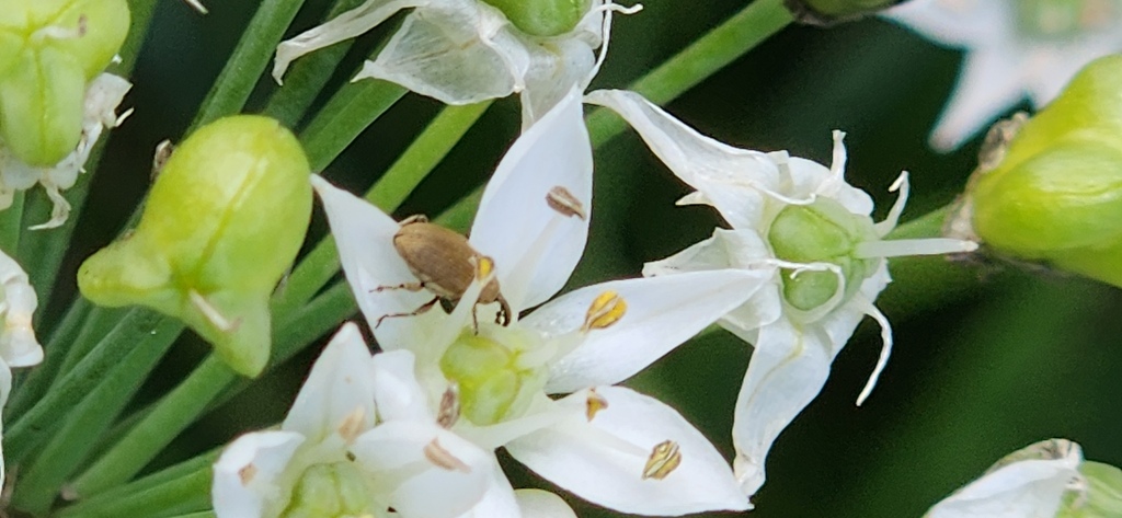 Odontocorynus from Barboursville, Albemarle County, VA, USA on ...