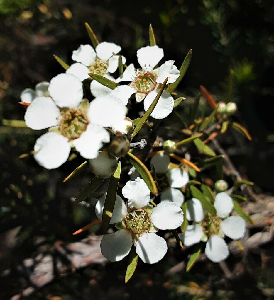 Paperbark Tea Tree from Gardens of Stone SCA, Newnes Plateau NSW 2790 ...