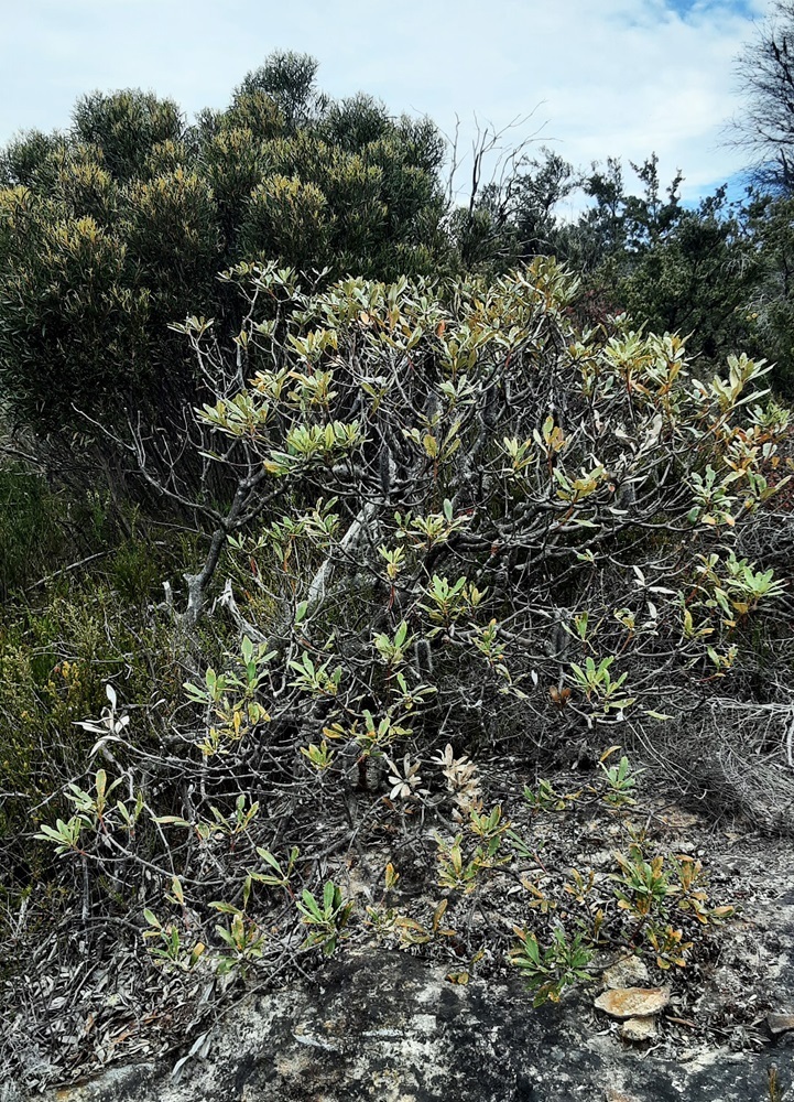 Banksia penicillata from Gardens of Stone SCA, Newnes Plateau NSW 2790 ...
