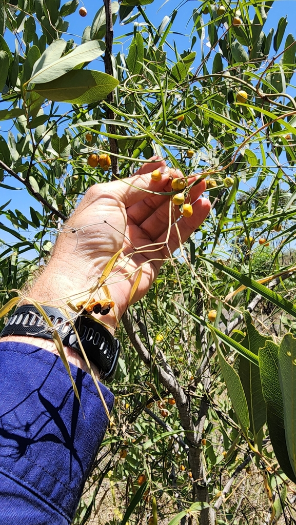 Wombat Berry from Coppabella QLD 4741, Australia on November 5, 2024 at ...