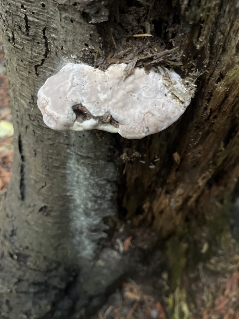 Pink Sherbet Polypore from Pacific Spirit Regional Park, Greater ...