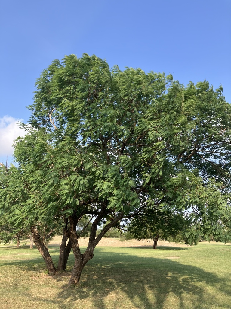 great leadtree from Matamoros, Tamps., MX on November 3, 2024 at 03:37 ...