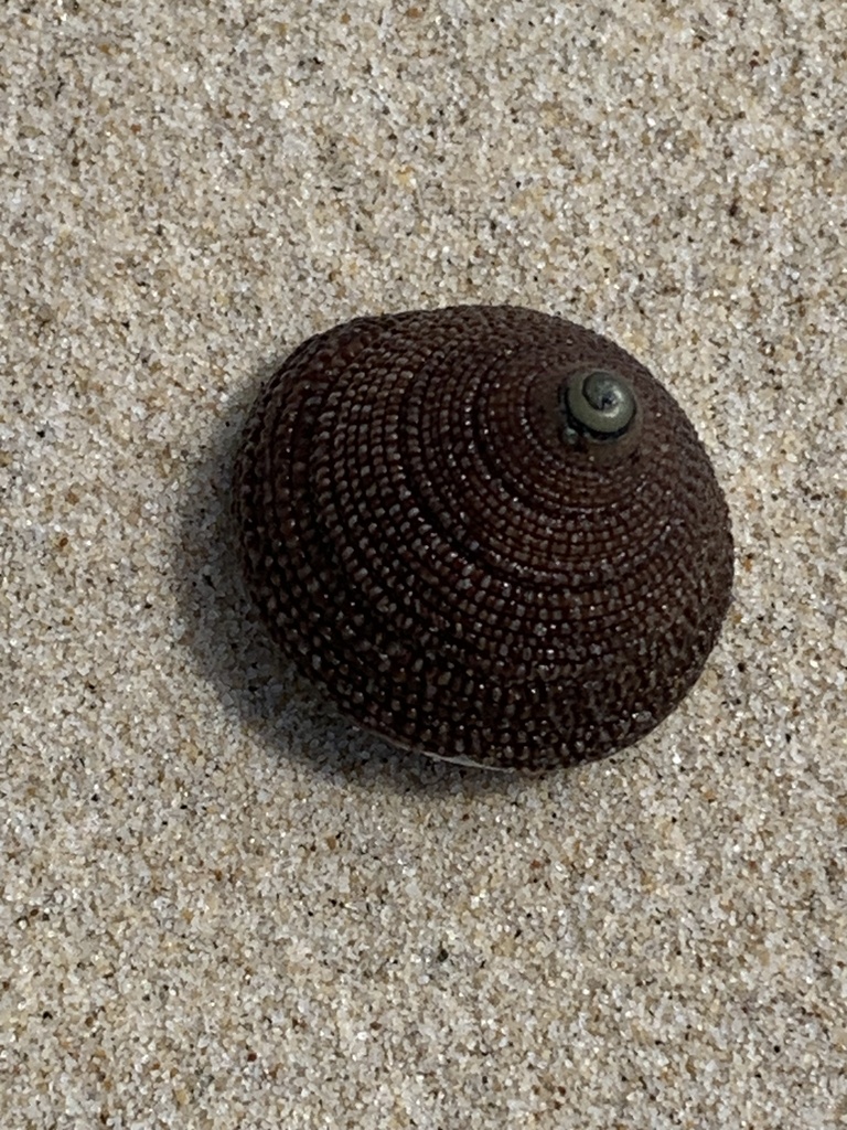 Clanculus maugeri from Urunga, NSW, AU on November 5, 2024 at 10:29 AM ...