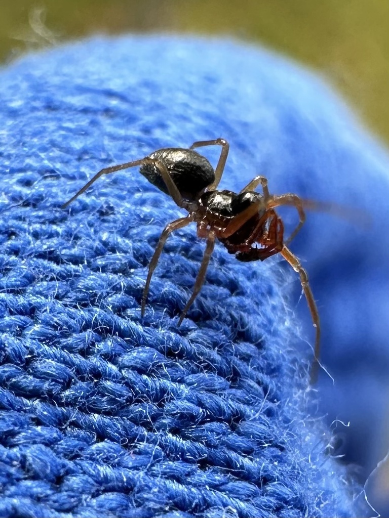 Black Dwarf Spiders from W Kodiak Dr, Meridian, ID, US on November 4 ...