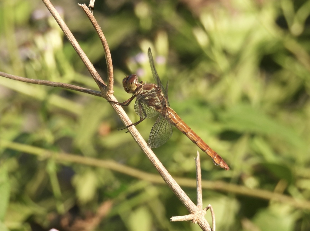 Tropical King Skimmers from 10909 Arboledas Dr, Weslaco, TX 78596, USA ...