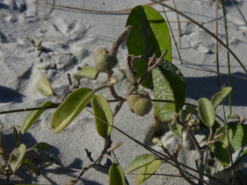 Beach Croton from Camden County, GA, USA on October 26, 2024 at 03:09 ...