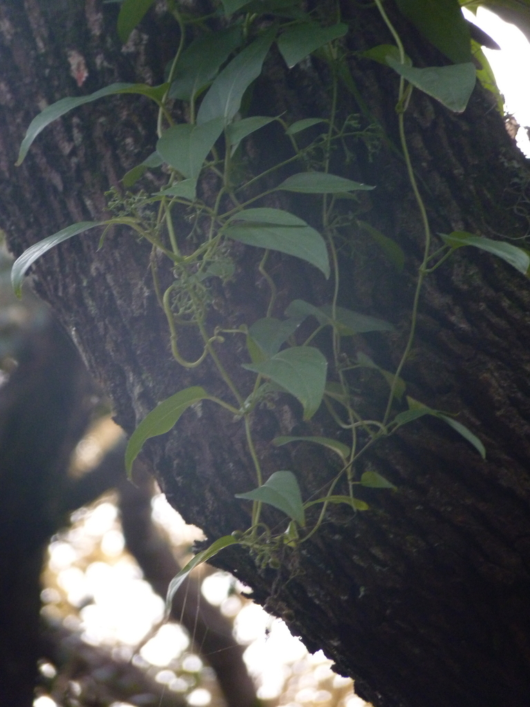 skunk vine from Camden County, GA, USA on October 27, 2024 at 08:26 AM ...