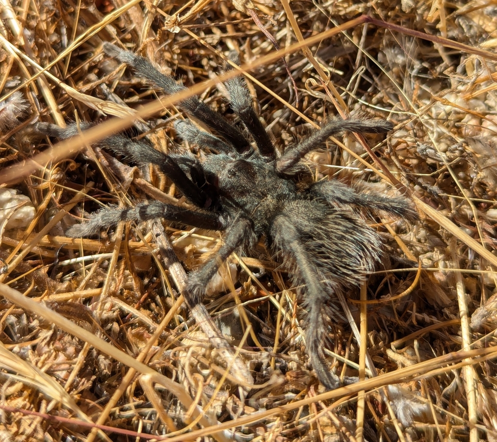 Mojave Dwarf Tarantula in November 2024 by Logan J.L. Bradley. Small ...