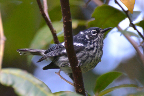 Setophaga Warblers (Setophaga) - Avian Discovery