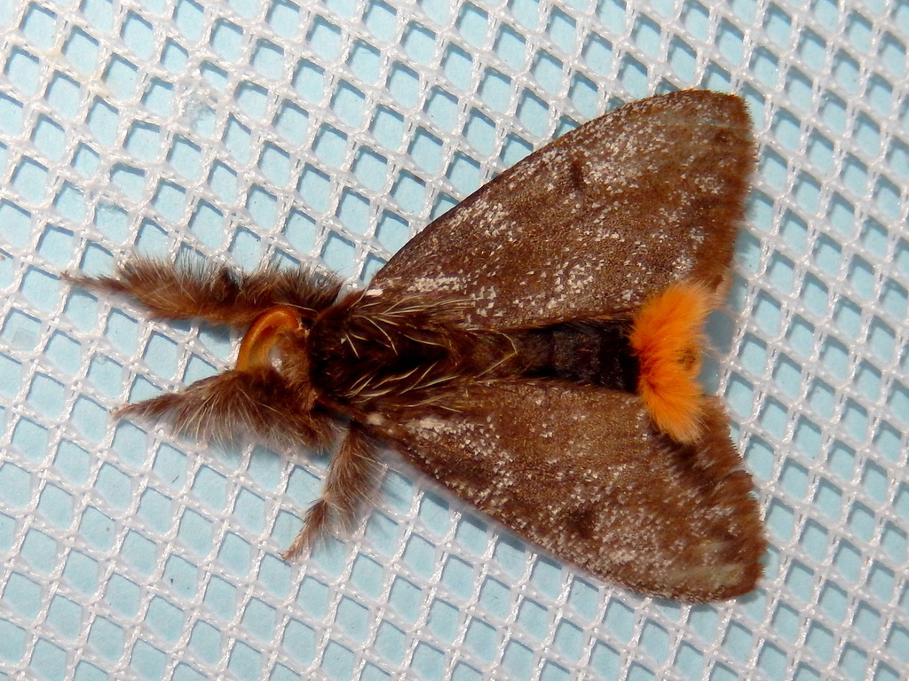 Margined Browntail from Sydney NSW, Australia on November 4, 2024 at 10:53 AM by Jack Crosbie ...
