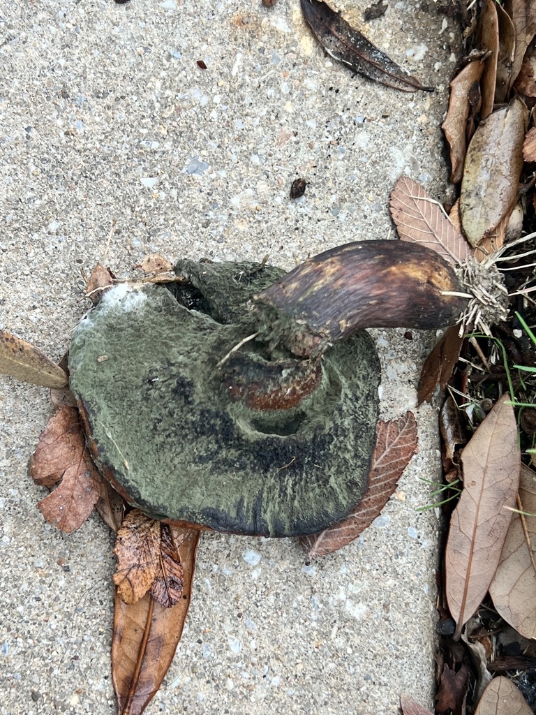 boletes from E John Carpenter Fwy, Irving, TX, US on November 4, 2024 ...