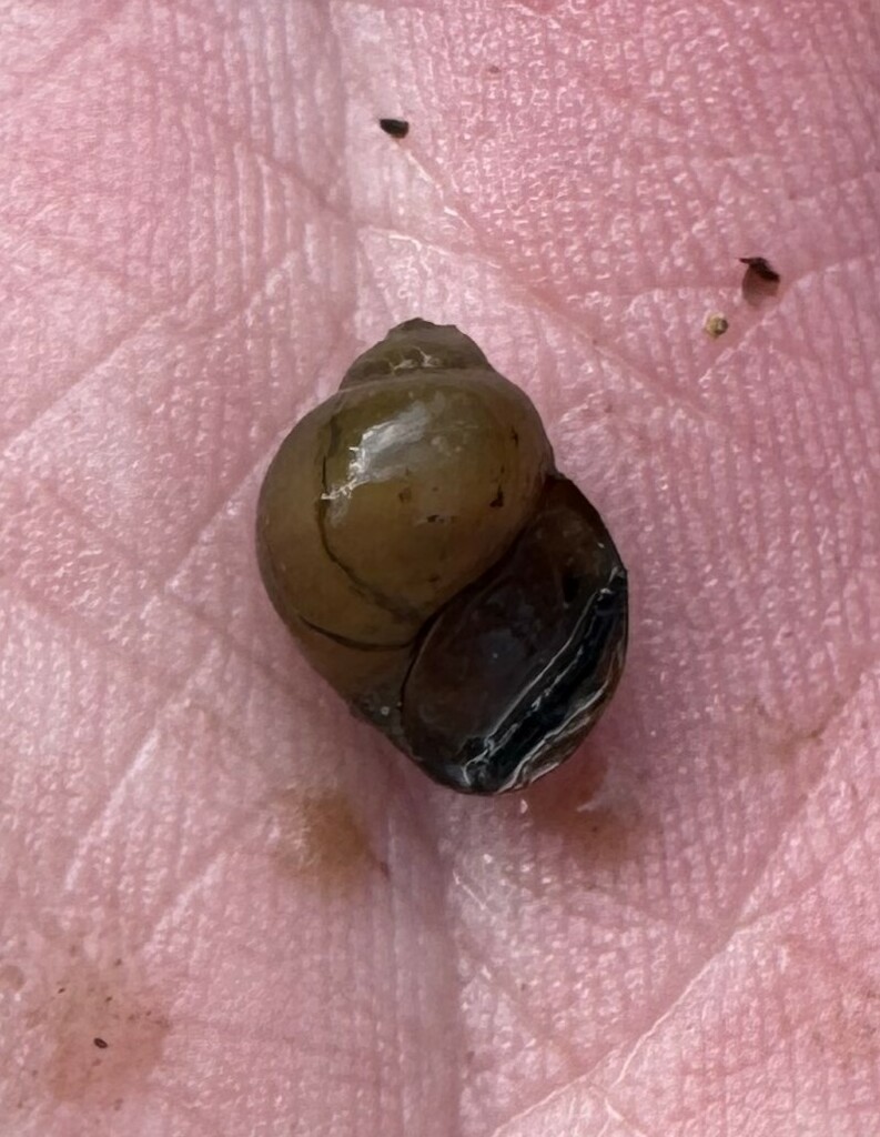 Pointed Campeloma from Butler Creek, Co. Rd. 302, Lauderdale County, AL ...