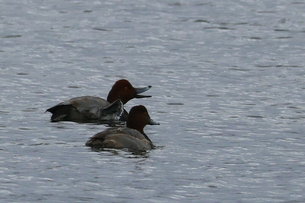 Redhead from Reeds Lake, East Grand Rapids, MI 49506, USA on November 1 ...