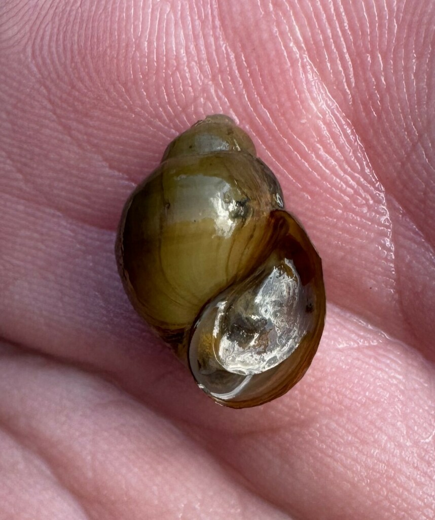 Pointed Campeloma from Butler Creek, Co. Rd. 302, Lauderdale County, AL ...