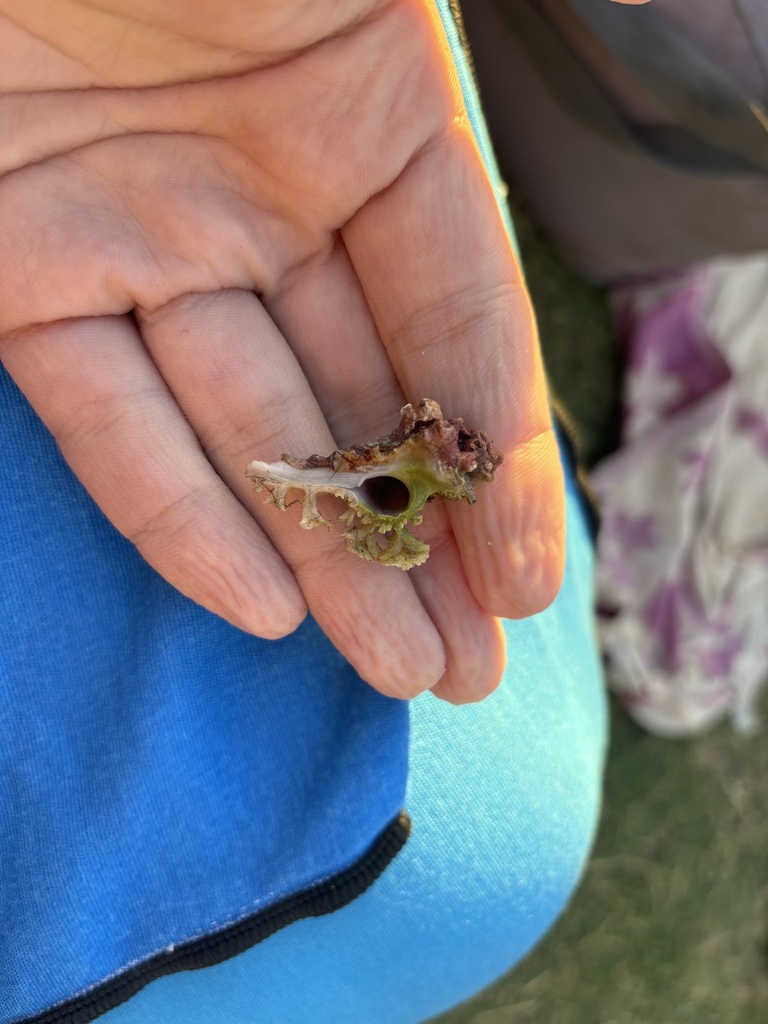 Homalocantha pele from North Pacific Ocean, HI, US on October 7, 2024 ...