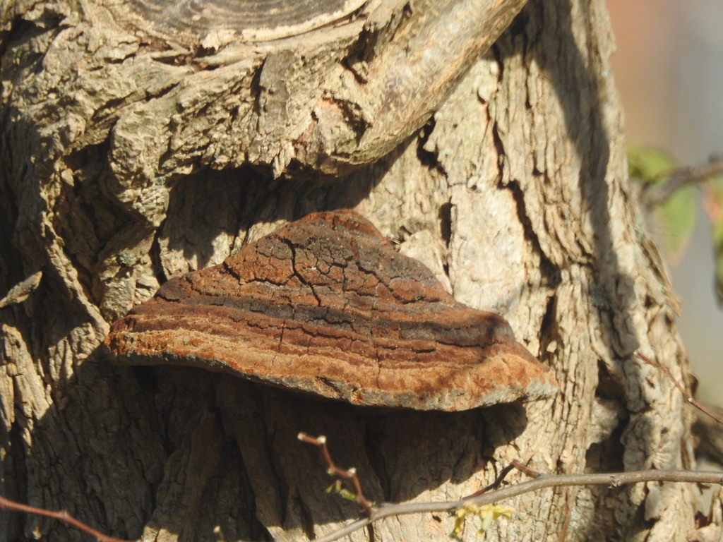Cracked Cap Polypore from Anne Arundel County, MD, USA on November 4 ...