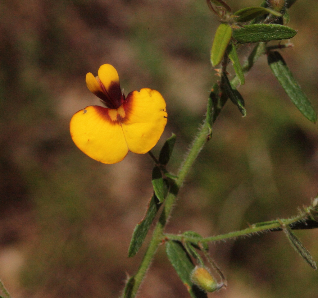 Bossiaea disticha from Augusta WA 6290, Australia on November 7, 2022 ...