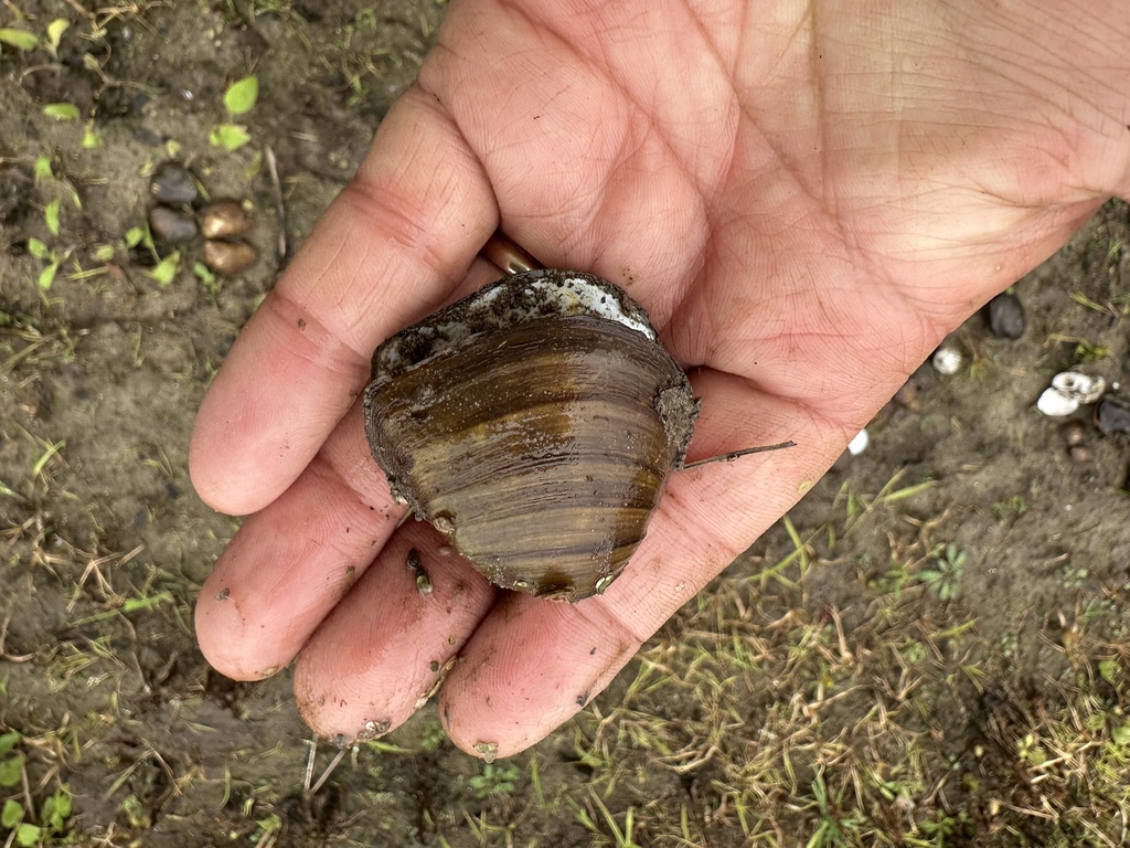 Wabash Pigtoe from Mississippi River, Genoa, WI, US on November 4, 2024 ...