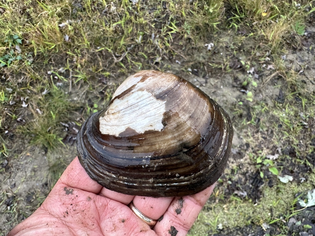 Plain Pocketbook from Mississippi River, Genoa, WI, US on November 4 ...
