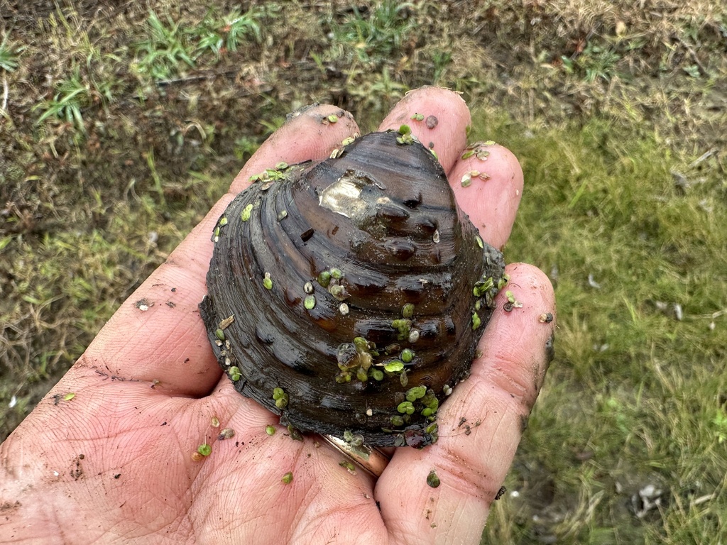 Pimpleback from Genoa, WI, US on November 4, 2024 at 01:36 PM by Dan ...