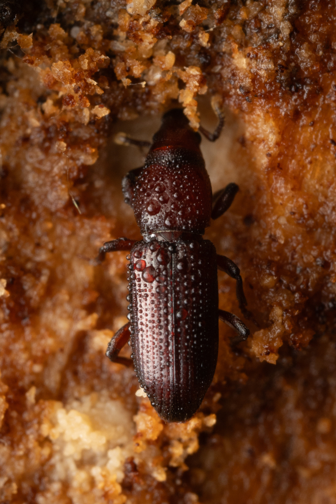 Rhyncolus from Humboldt County, CA, USA on November 4, 2024 at 03:01 PM ...