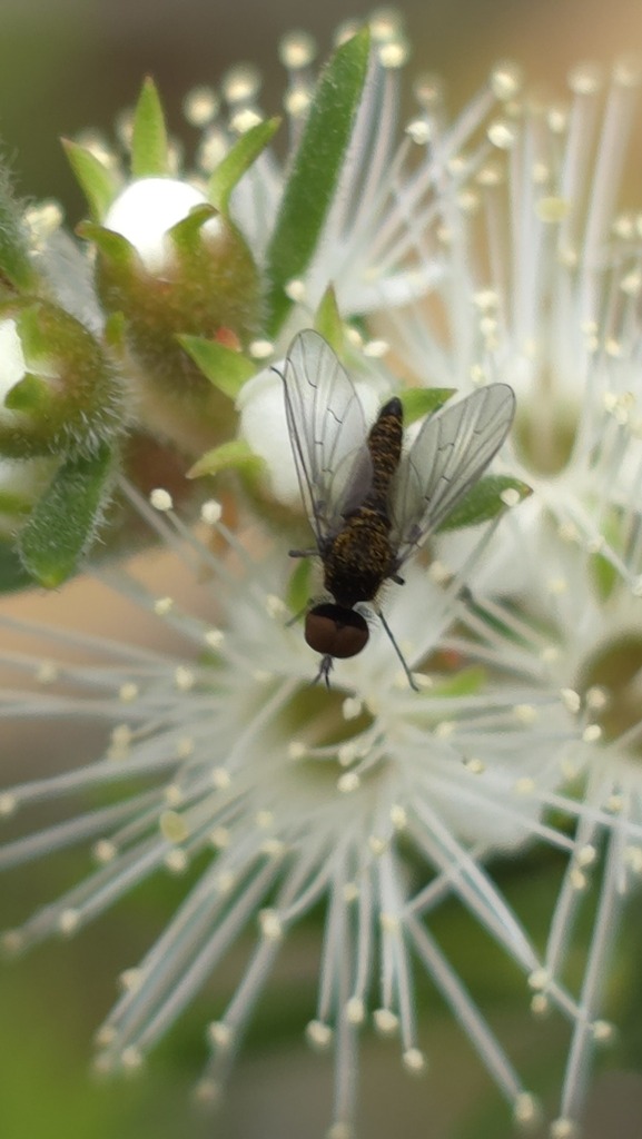Geron from Middle Dural NSW 2158, Australia on November 5, 2024 at 10: ...