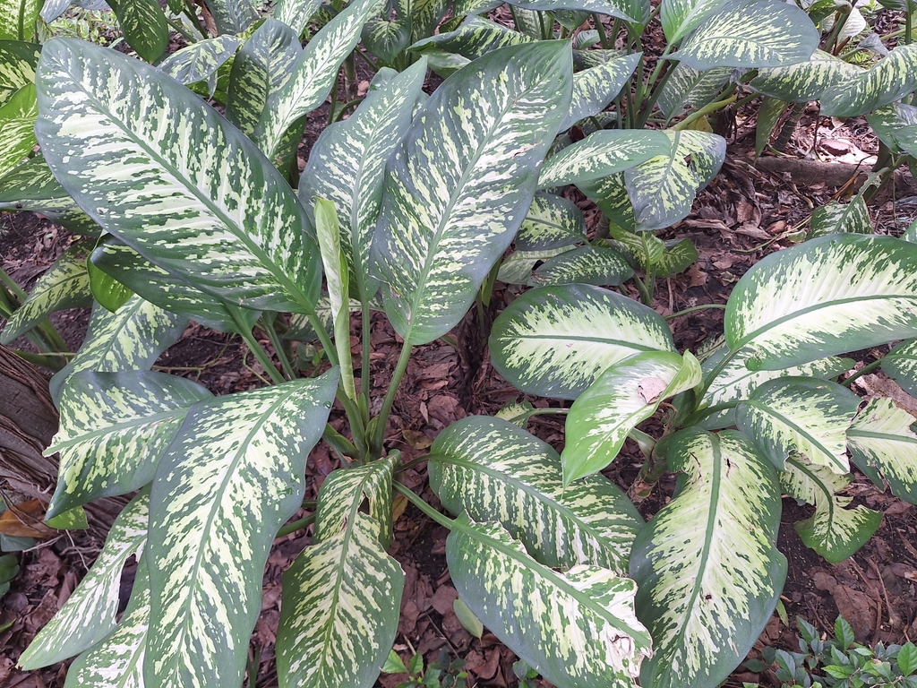 tuftroot from Baratajaya, Gubeng, Surabaya, East Java, Indonesia on ...