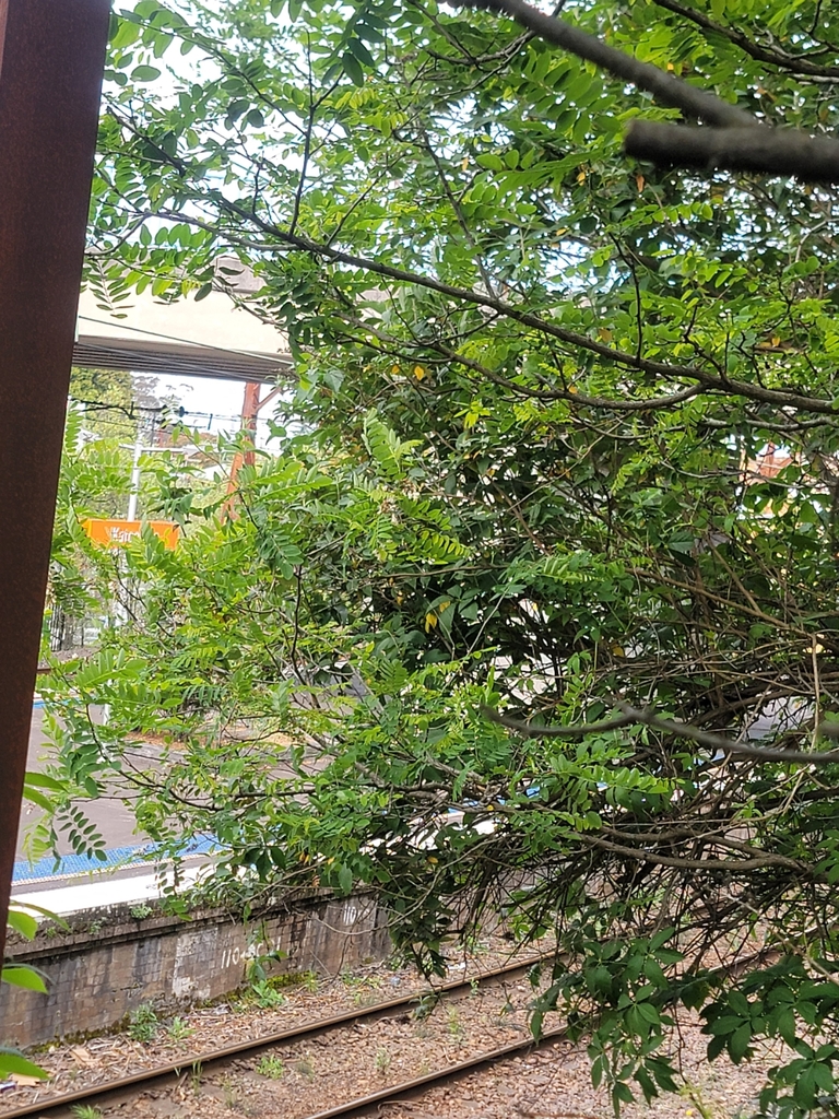 black locust from Katoomba NSW 2780, Australia on November 5, 2024 at ...