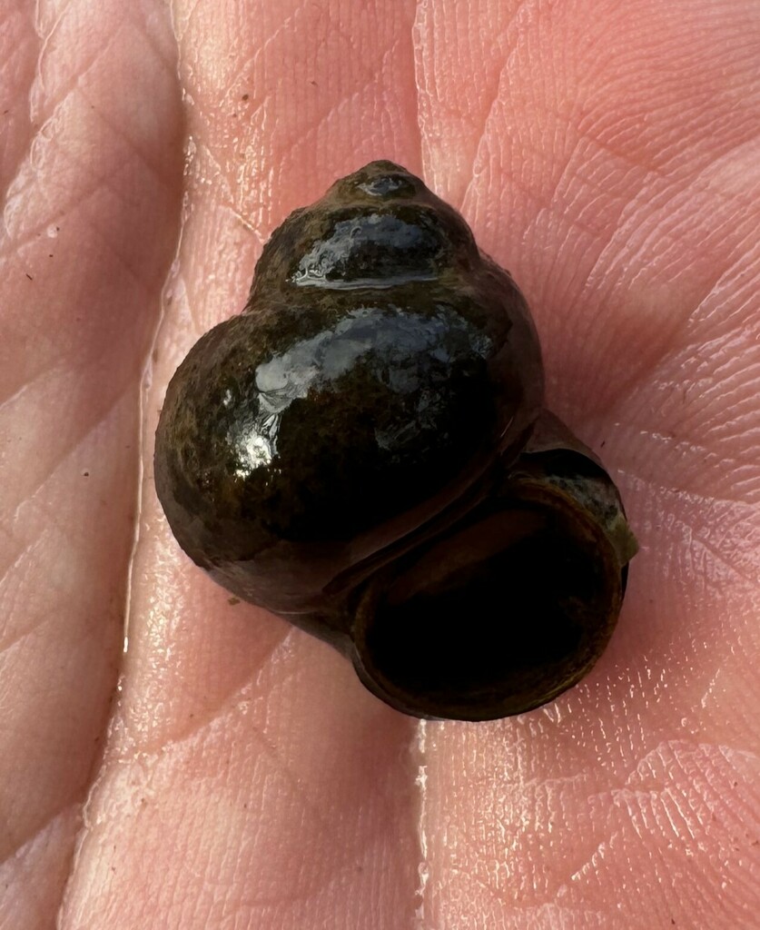 Banded Mystery Snail from Unnamed spring run trib to Middle Cypress ...