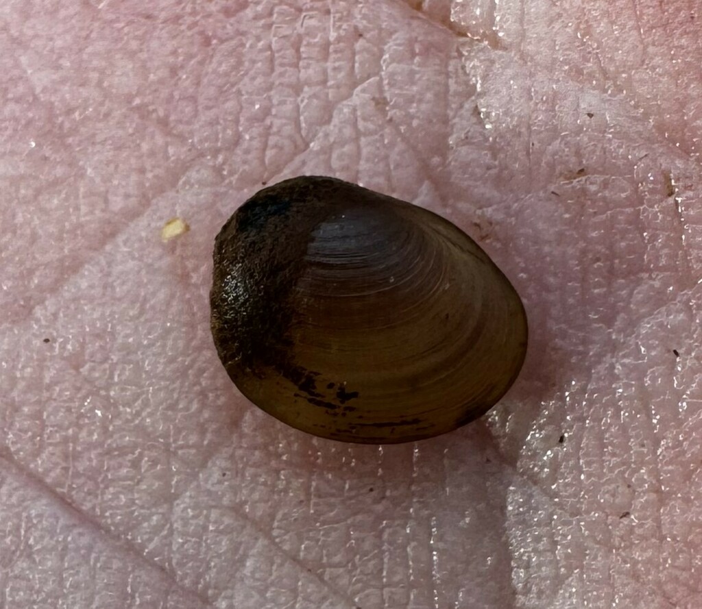 Pill Clams from Unnamed spring run trib to Middle Cypress Creek, St ...