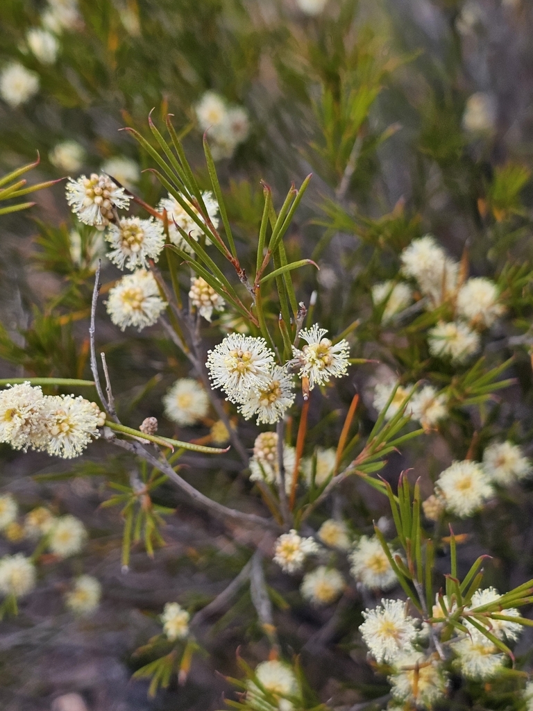 broombush in November 2024 by eliap · iNaturalist