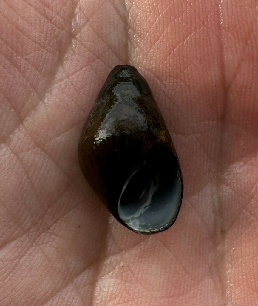 Slender Campeloma in November 2024 by Jeff Garner · iNaturalist