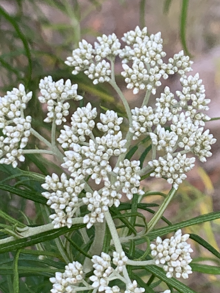 Shiny Cassinia from Ridge Rd, Christmas Hills, VIC, AU on November 5 ...