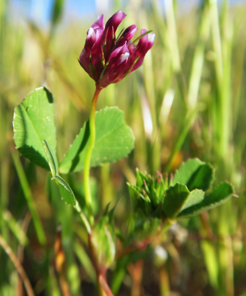 pinpoint clover from Quail Springs Road, San Luis Obispo County, CA ...